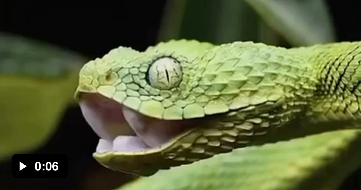 Snake yawning. - 9GAG