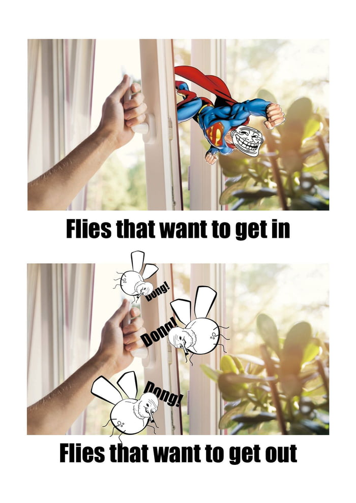 Flies - 9GAG