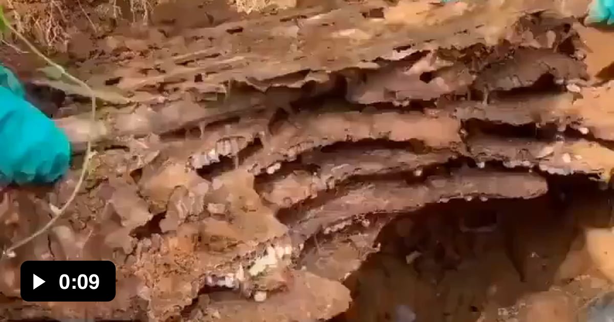 Giant underground hornet hive - 9GAG