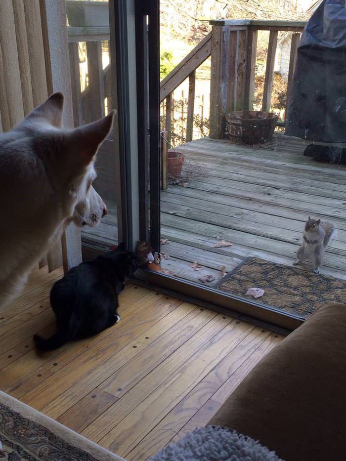 Dog and Cat Vs. Squirrel stare down - 9GAG