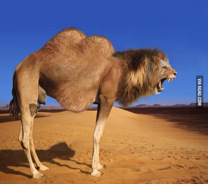 New hybrid animal the lamel - 9GAG