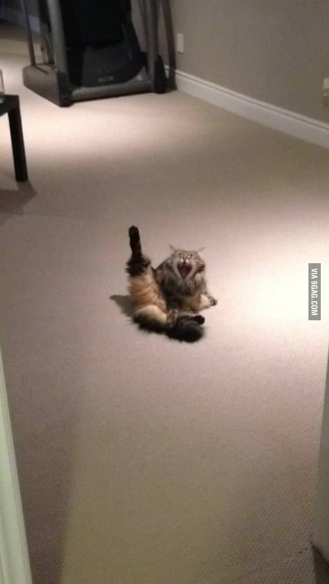 So a cat just flashed me... - 9GAG