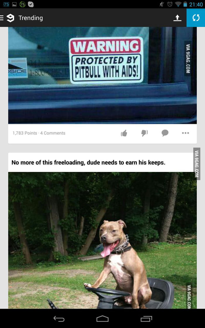 Pitbull with aids... - 9GAG