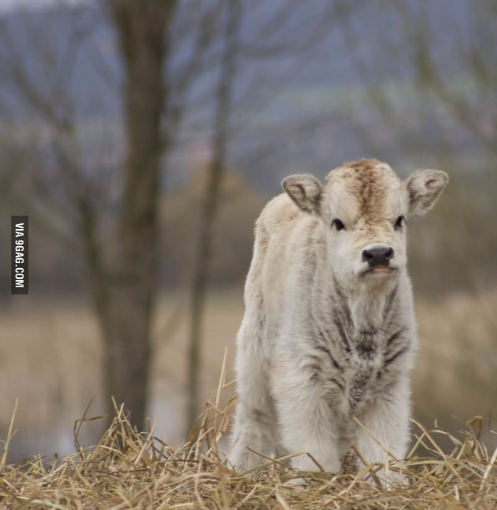 That's a floofy cow. Udderly cute. - 9GAG