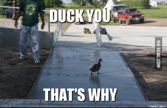 Bossy duck - 9GAG