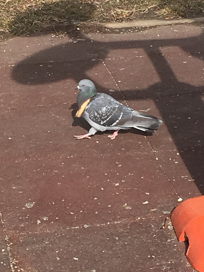 Thug life pigeon - 9GAG