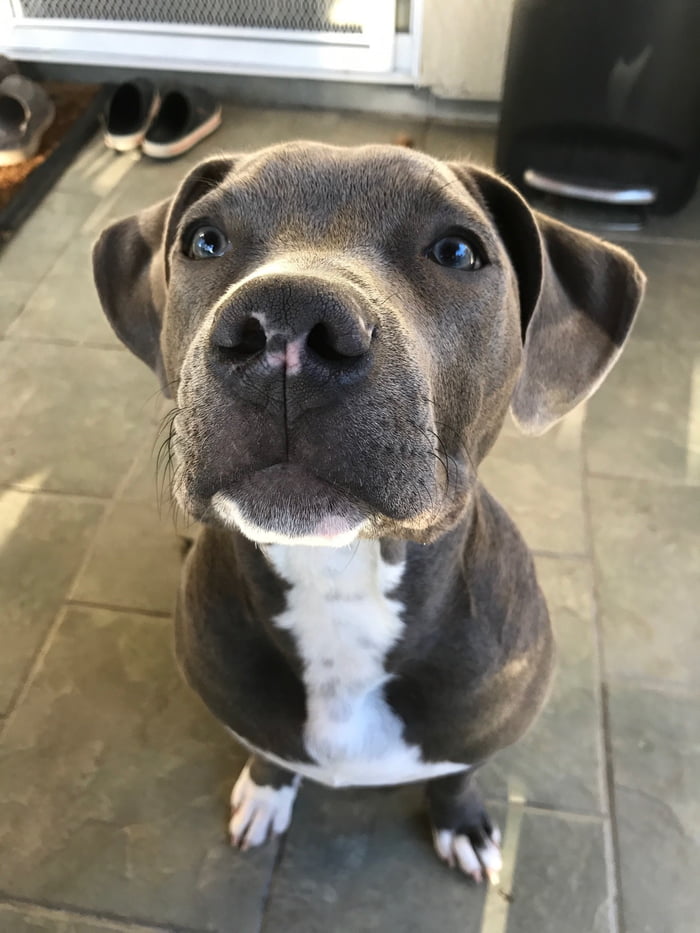 A very good boy. - 9GAG