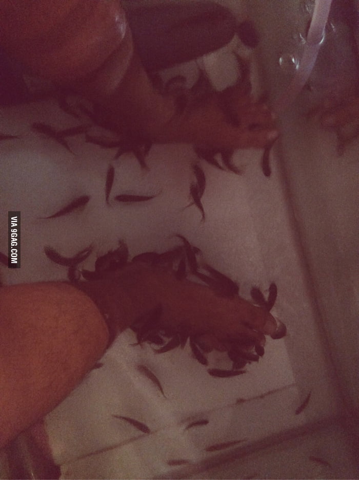 Fish pedicure*tickling lil f*ckers* - 9GAG