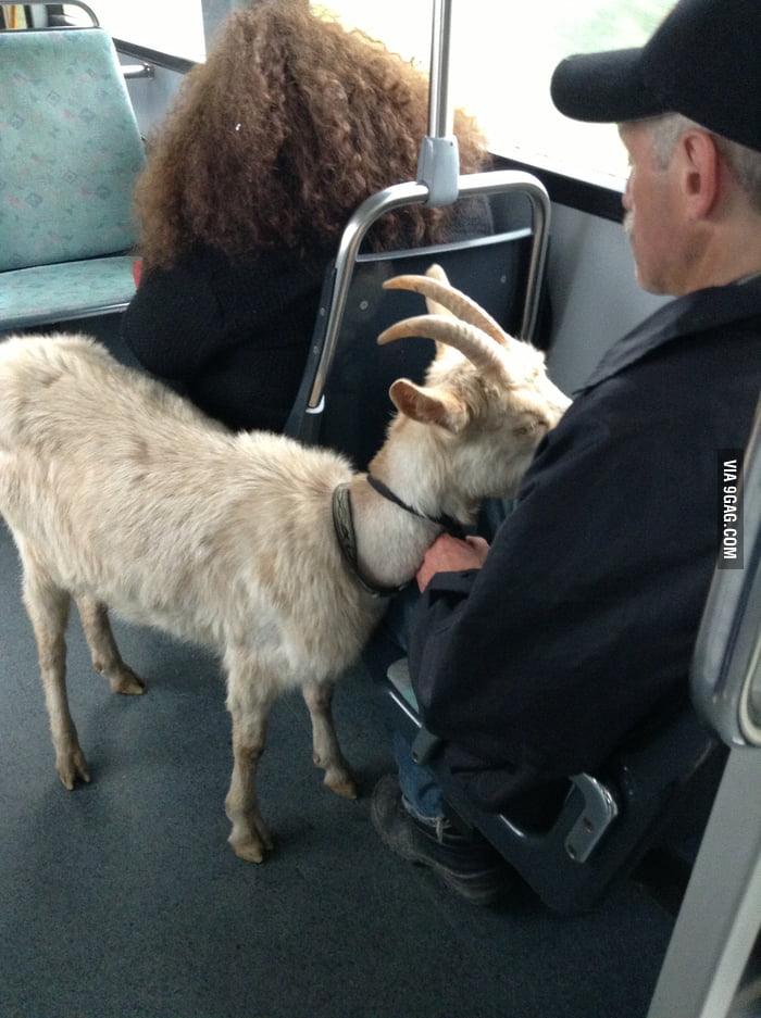 Meanwhile in Tours (France), a man and his goat in the bus... - 9GAG