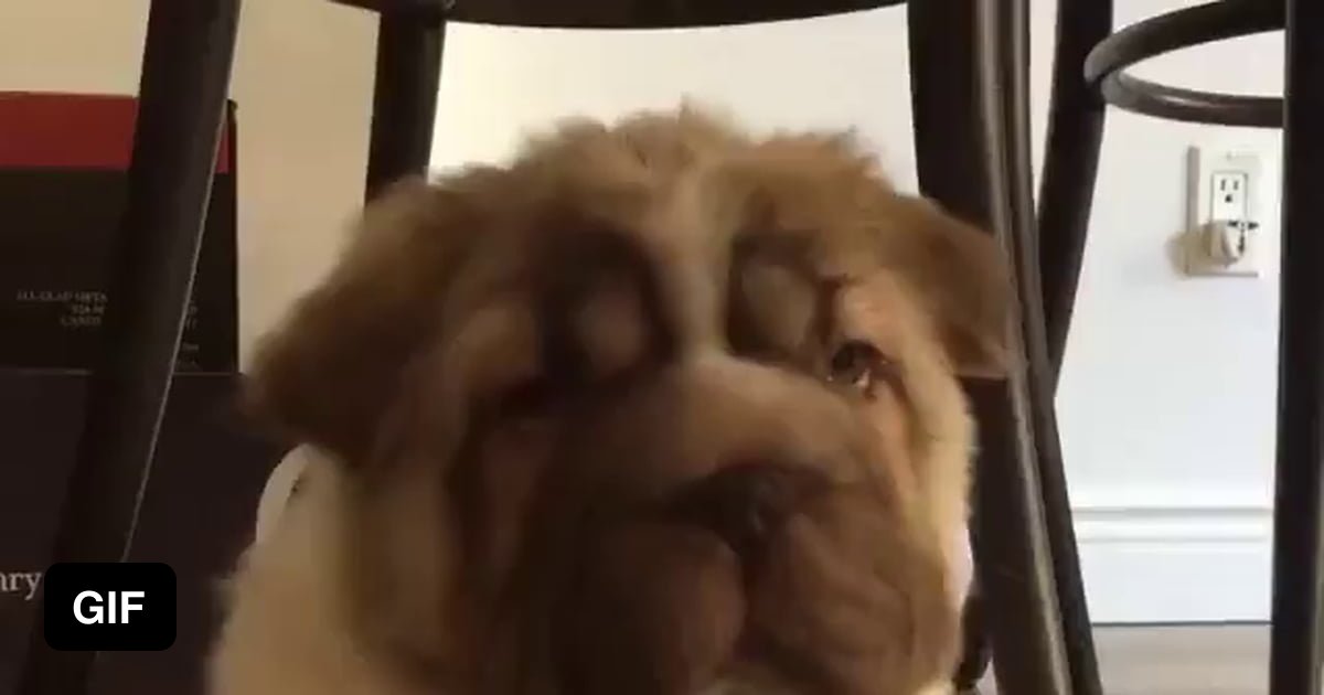 Floofy wiggle - 9GAG