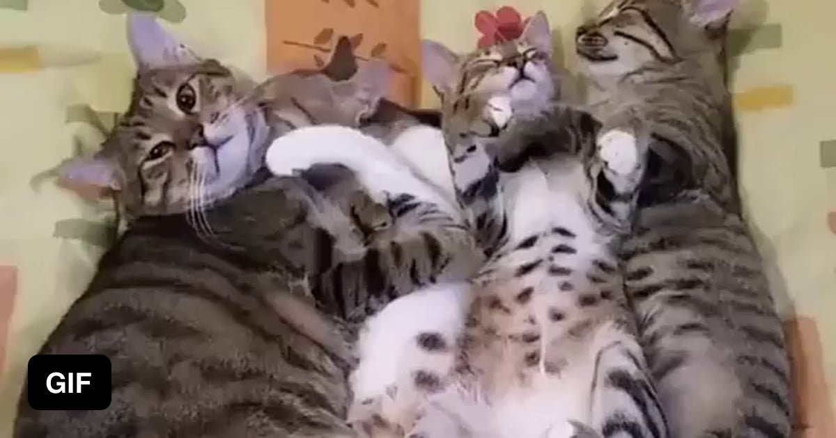 Snuggle pile! - 9GAG