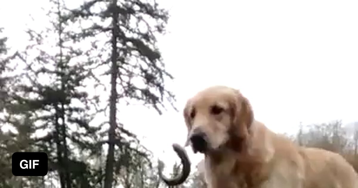 Golden is excited about the big catch - 9GAG