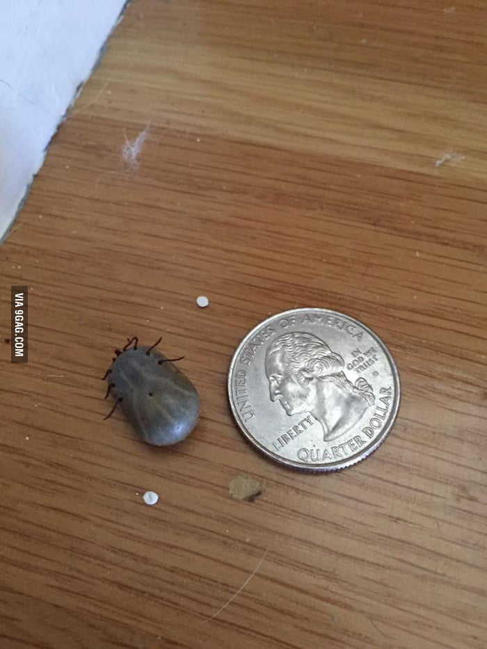 It's tick season. This one is FULL. - 9GAG