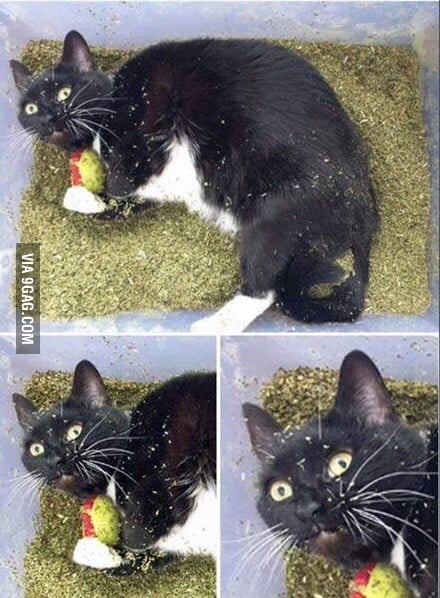 Catnip: He found the stash - 9GAG
