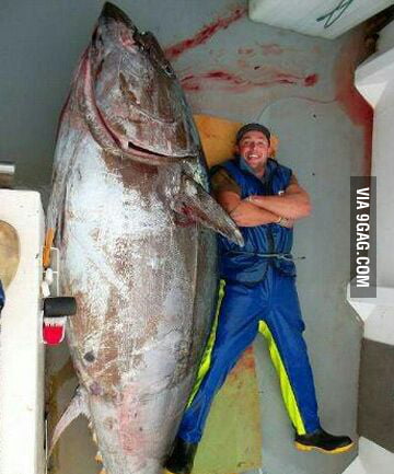 That's some big ass tuna - 9GAG