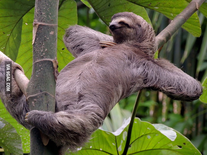 50 Shades of Sloth - 9GAG