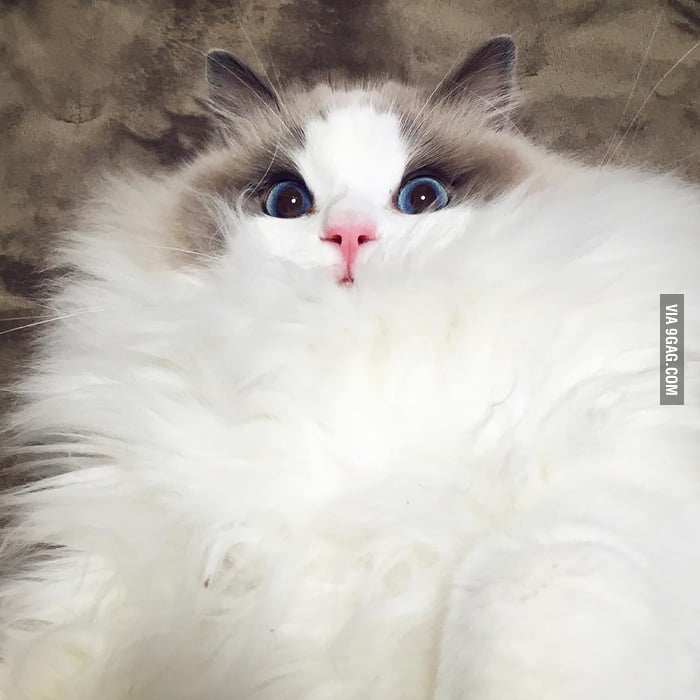 Maximum fluffiness has been achieved - 9GAG