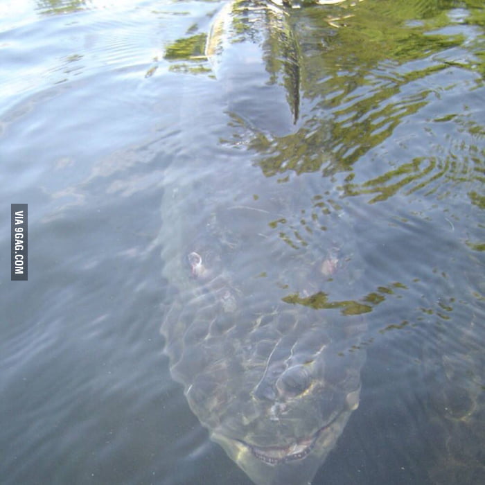 The fish of 10000 nopes - 9GAG