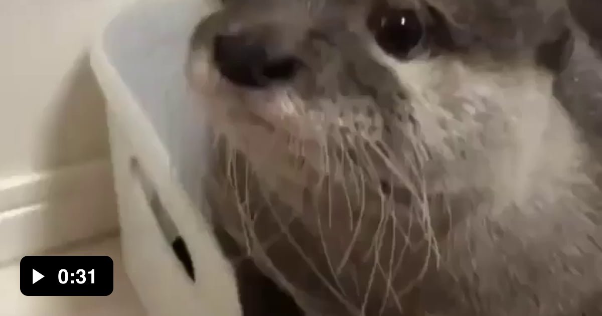 Is this a squeaky toy? - 9GAG