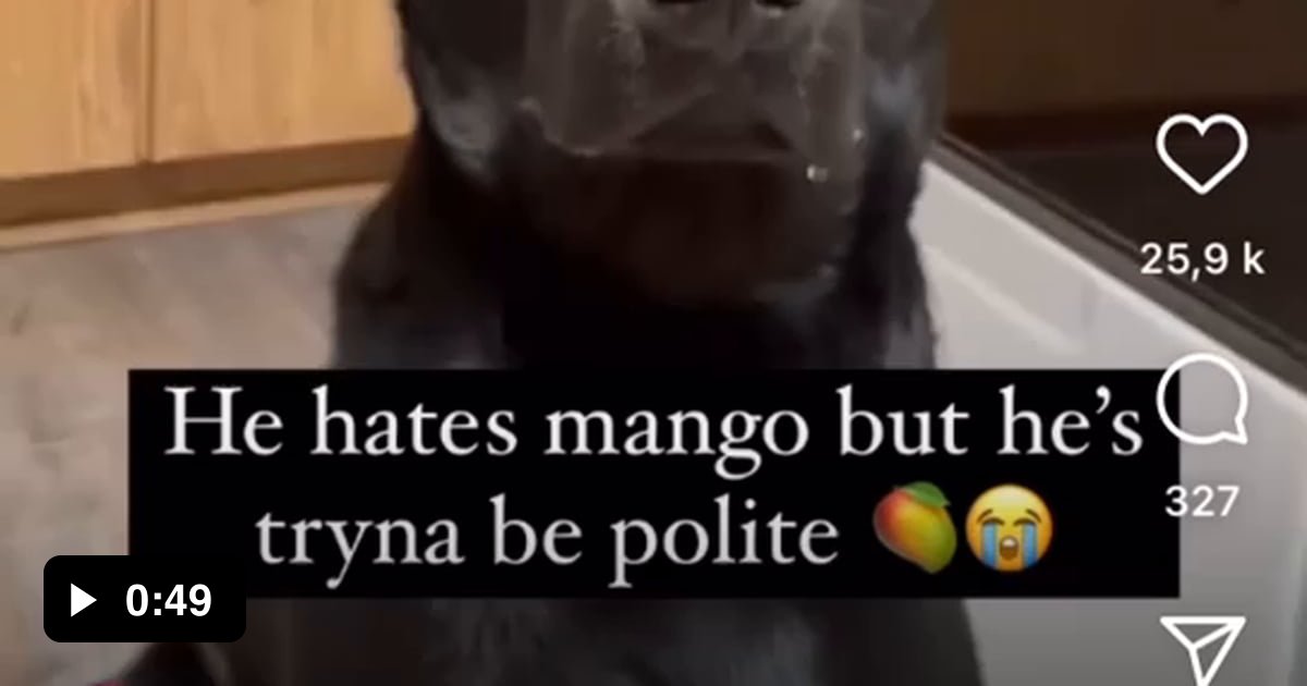 Doggo hates mangos but tries his best - 9GAG