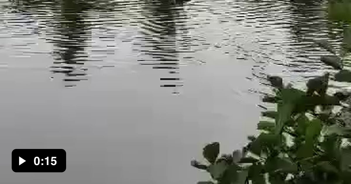 Pike eating a duck - 9GAG