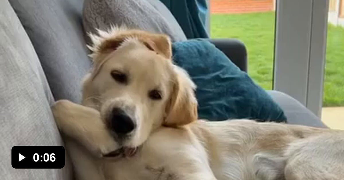 Doggo chewing his paw - 9GAG