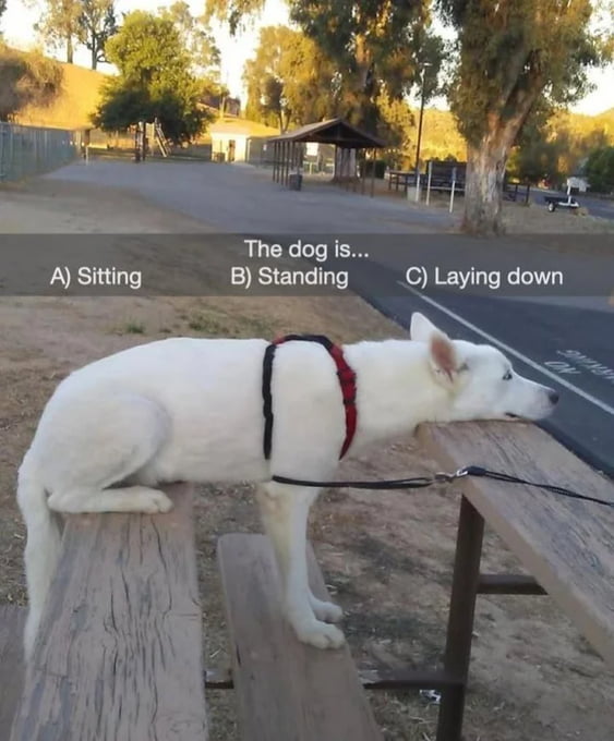 Holup, Sitting/Standing/Resting Doggo...! - 9GAG
