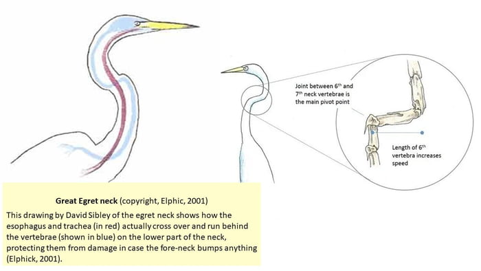 The anatomy of a heron and egret's neck. - 9GAG