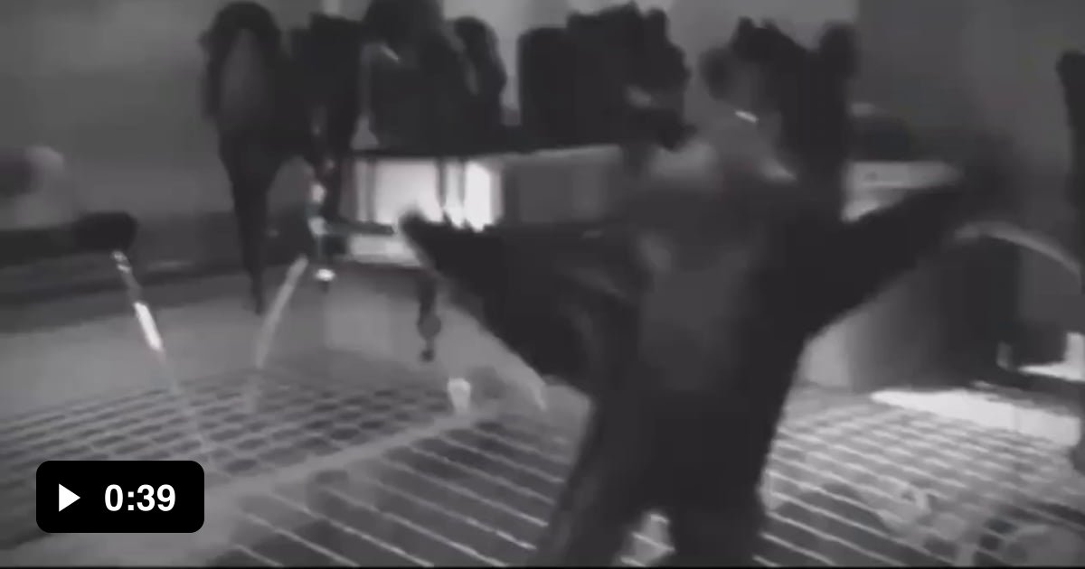 Inverted video of bats looks like a scene from nightclub - 9GAG