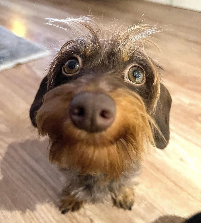 Alles für den Dackel - 9GAG