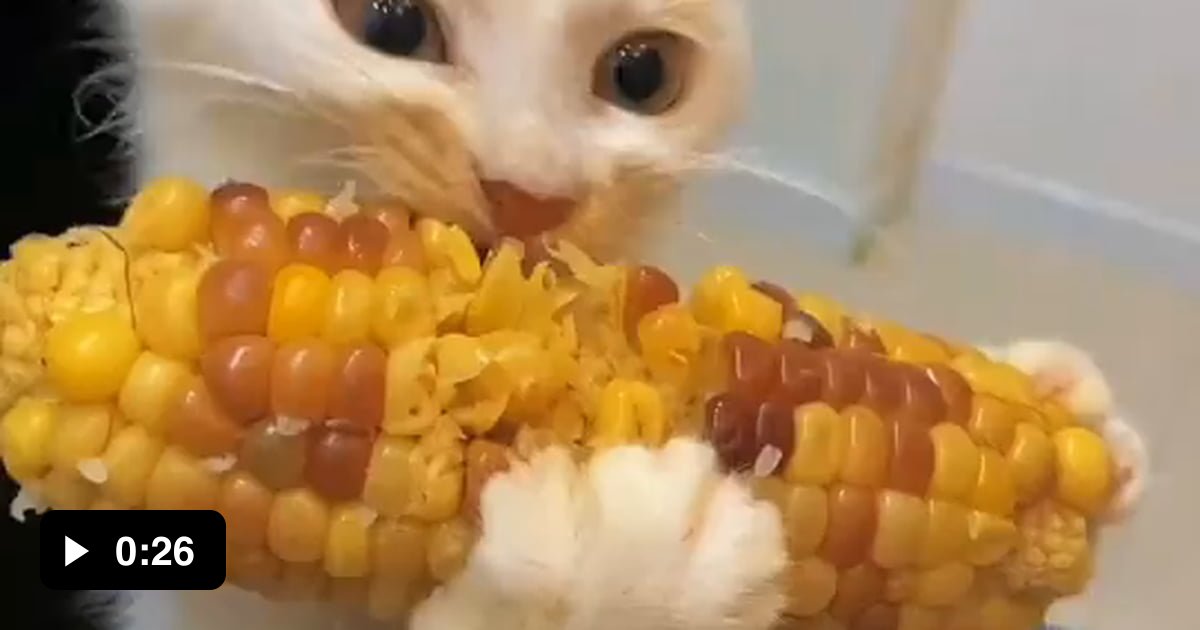Sweet yummy corn - 9GAG