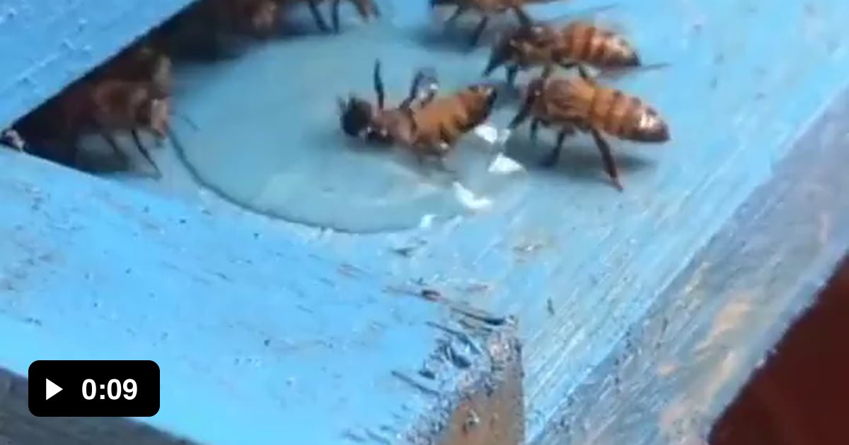 Bee rescue - 9GAG