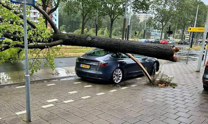 When the trees know that 84% of the electricity used by electric cars ...