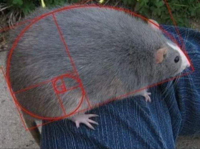 Math rat, the perfect one - 9GAG