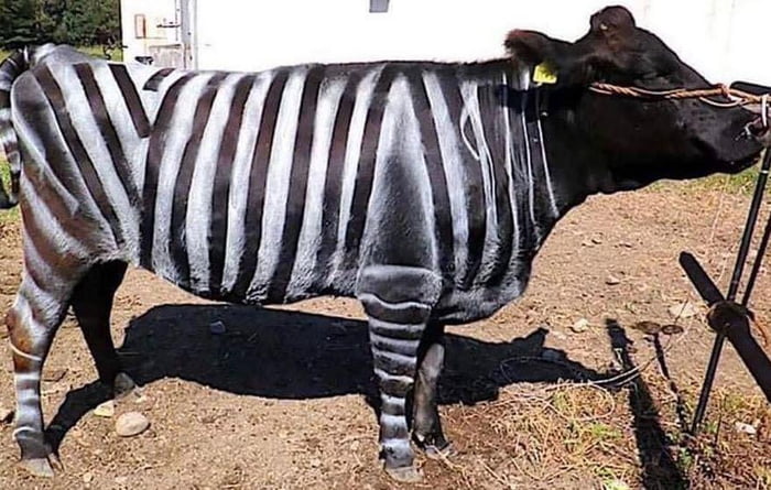 Scientists believe that a function of a zebra’s stripes is to deter ...