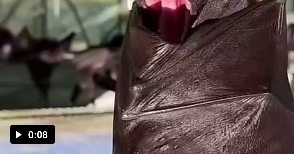 Taking a bat nap - 9GAG