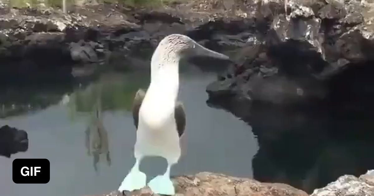 Happy Feet 9gag