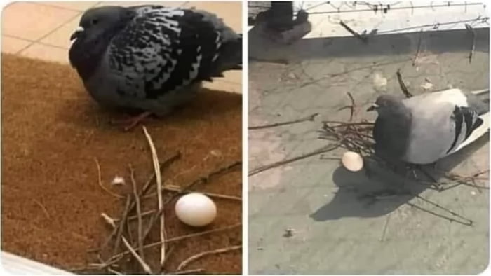 Millennial pigeons - 9GAG