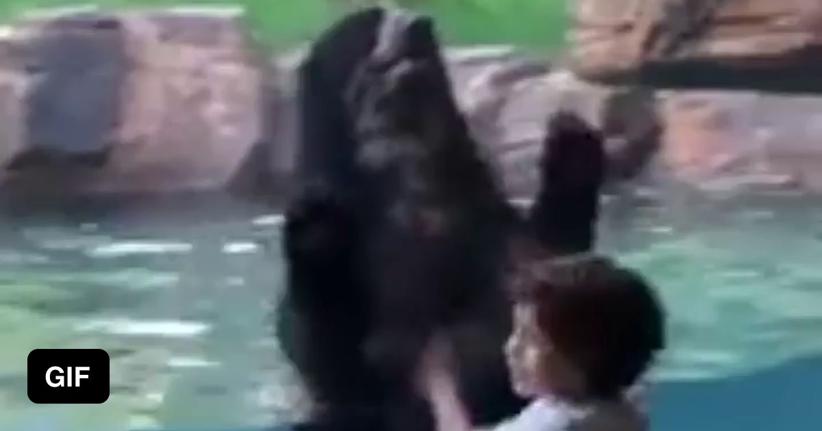 Andean Bear playing with a little boy - 9GAG