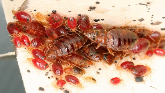 Bed Bugs, coming to your city soon. Europe already infested along with ...