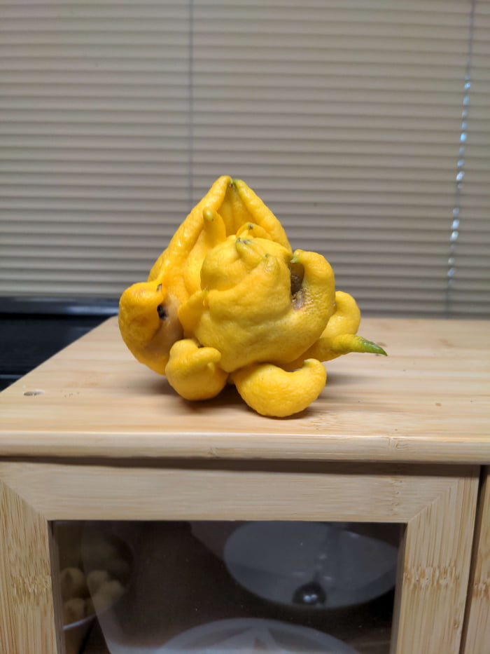 When life gives you lemons. The lemon: - 9GAG