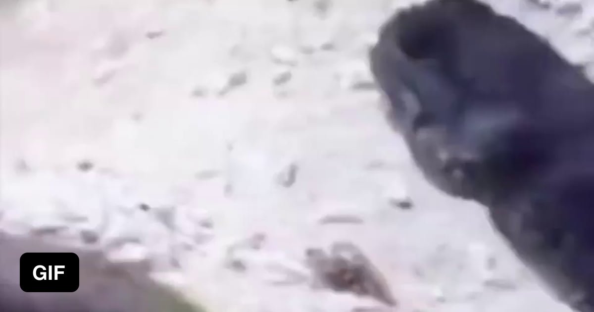 Anyone know how to say screw you in fish? - 9GAG