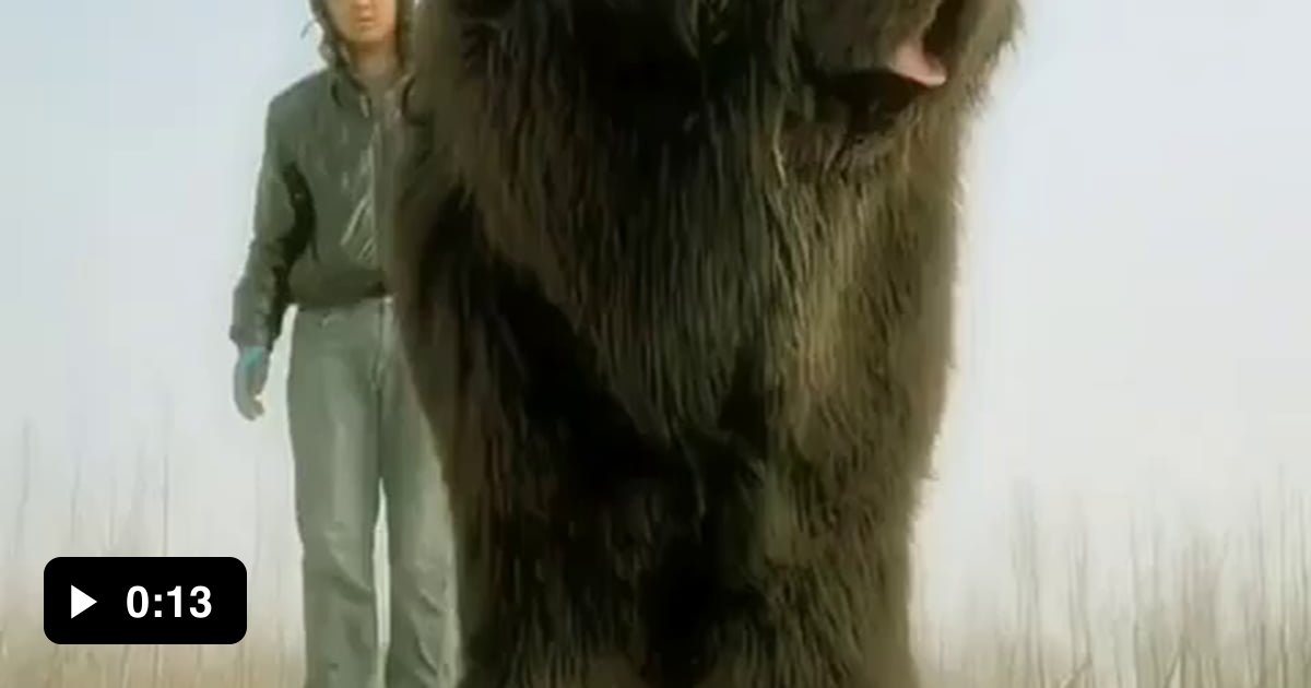 Absolutely big dog - 9GAG