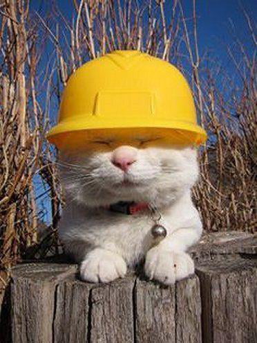 Cat builders - 9GAG