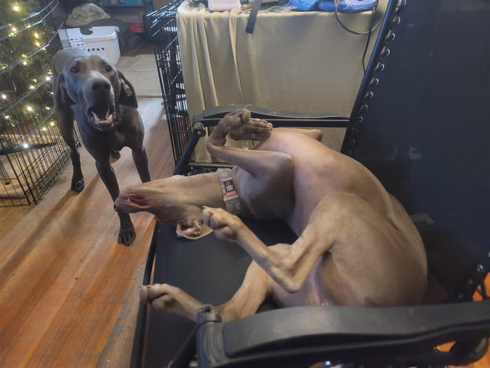 Dad! Zoey's being derpy again! - 9GAG