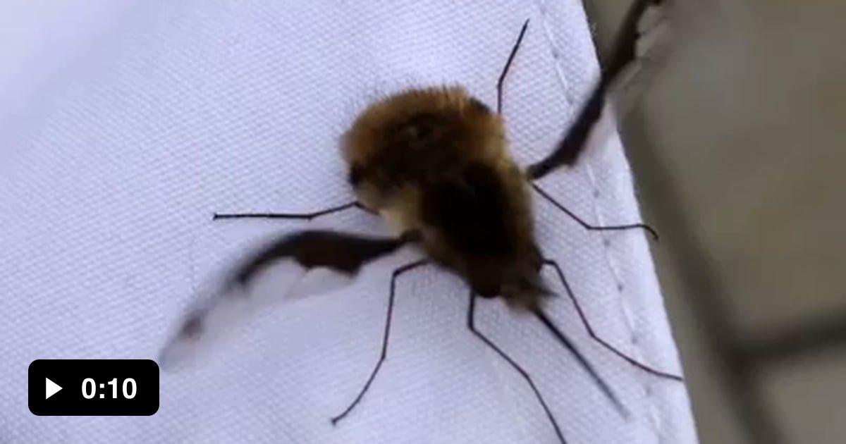 Does anybody know what kind of flying insect this is? - 9GAG