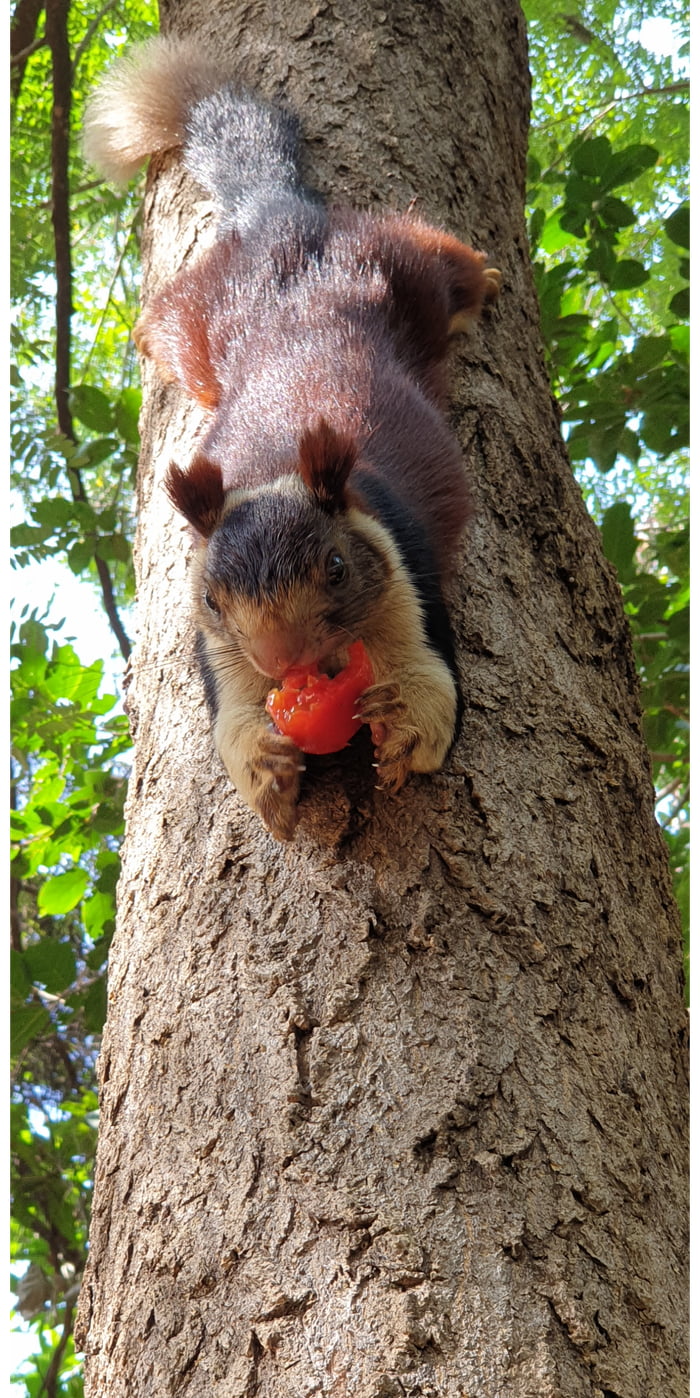 Indian gaint squirrel. - 9GAG
