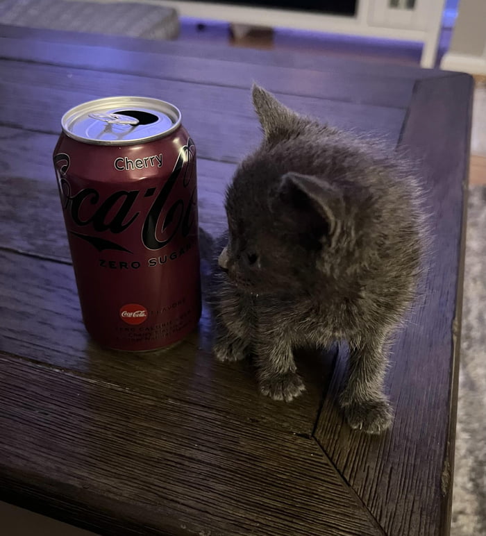 She’s just so smol - 9GAG