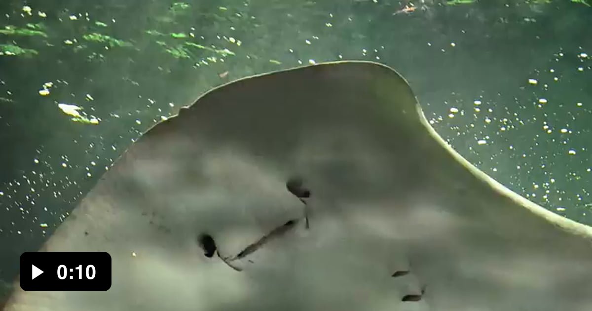 Have you ever seen stingray face? It's hella adorable ~ - 9GAG
