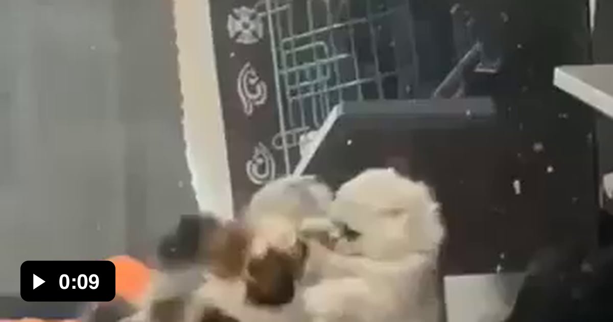 Vicious kitten and puppy fight - 9GAG